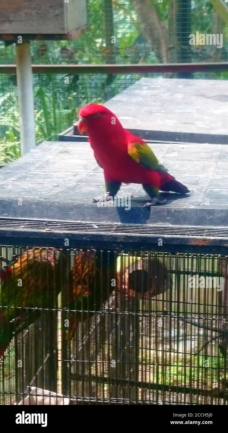 Malaysia bird park hi-res stock photography and images - Alamy