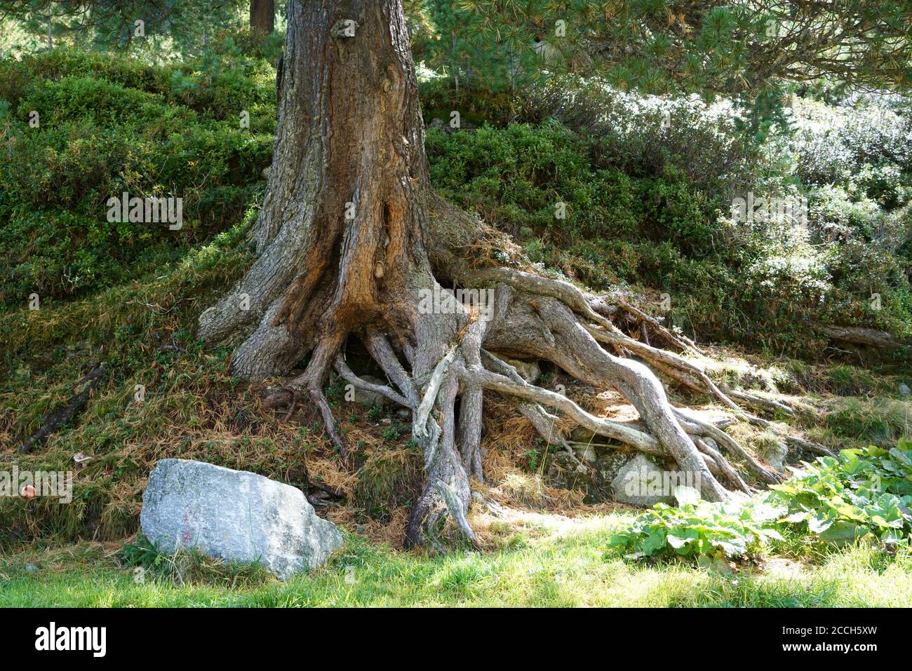 Big tree with roots surrounded by plants Stock Photo - Alamy
