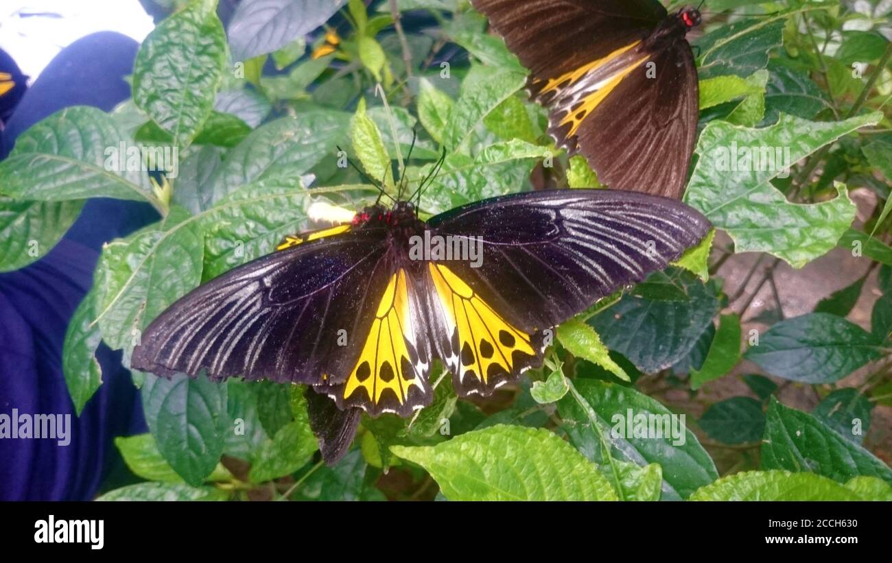 Butterflies of malaysia hi-res stock photography and images - Alamy