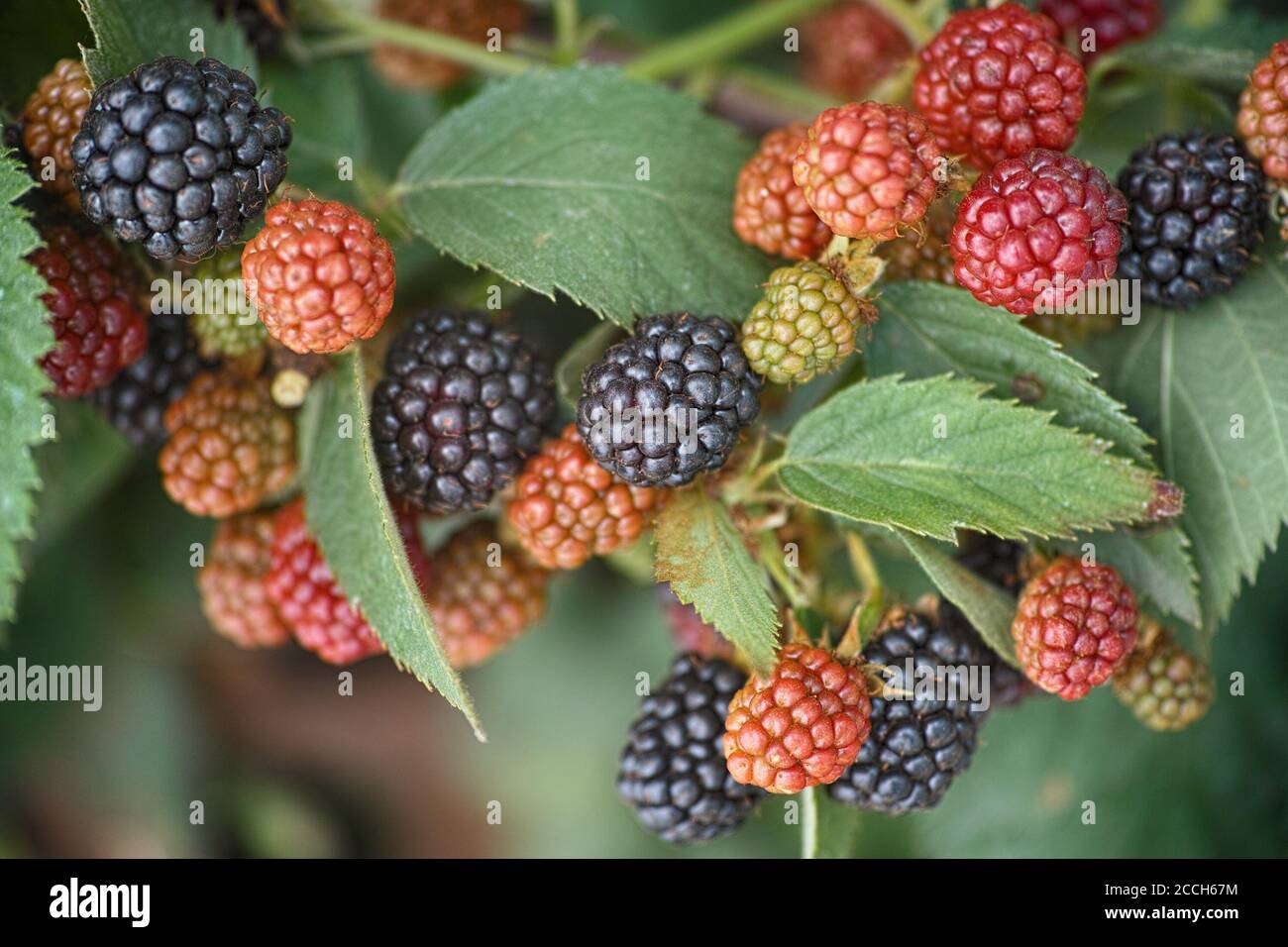 Bush berry hi-res stock photography and images - Alamy