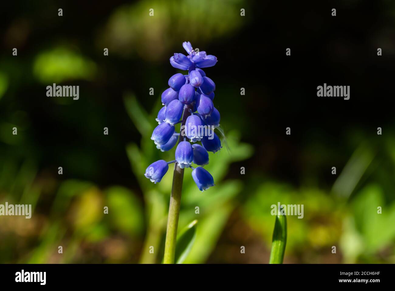 Beautiful blue muscari in the spirng garden Stock Photo - Alamy