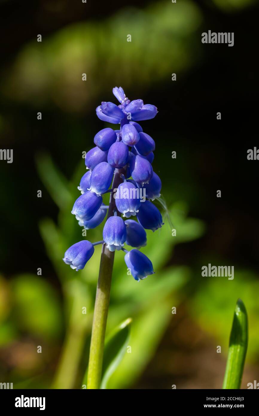 Beautiful blue muscari in the spirng garden Stock Photo - Alamy