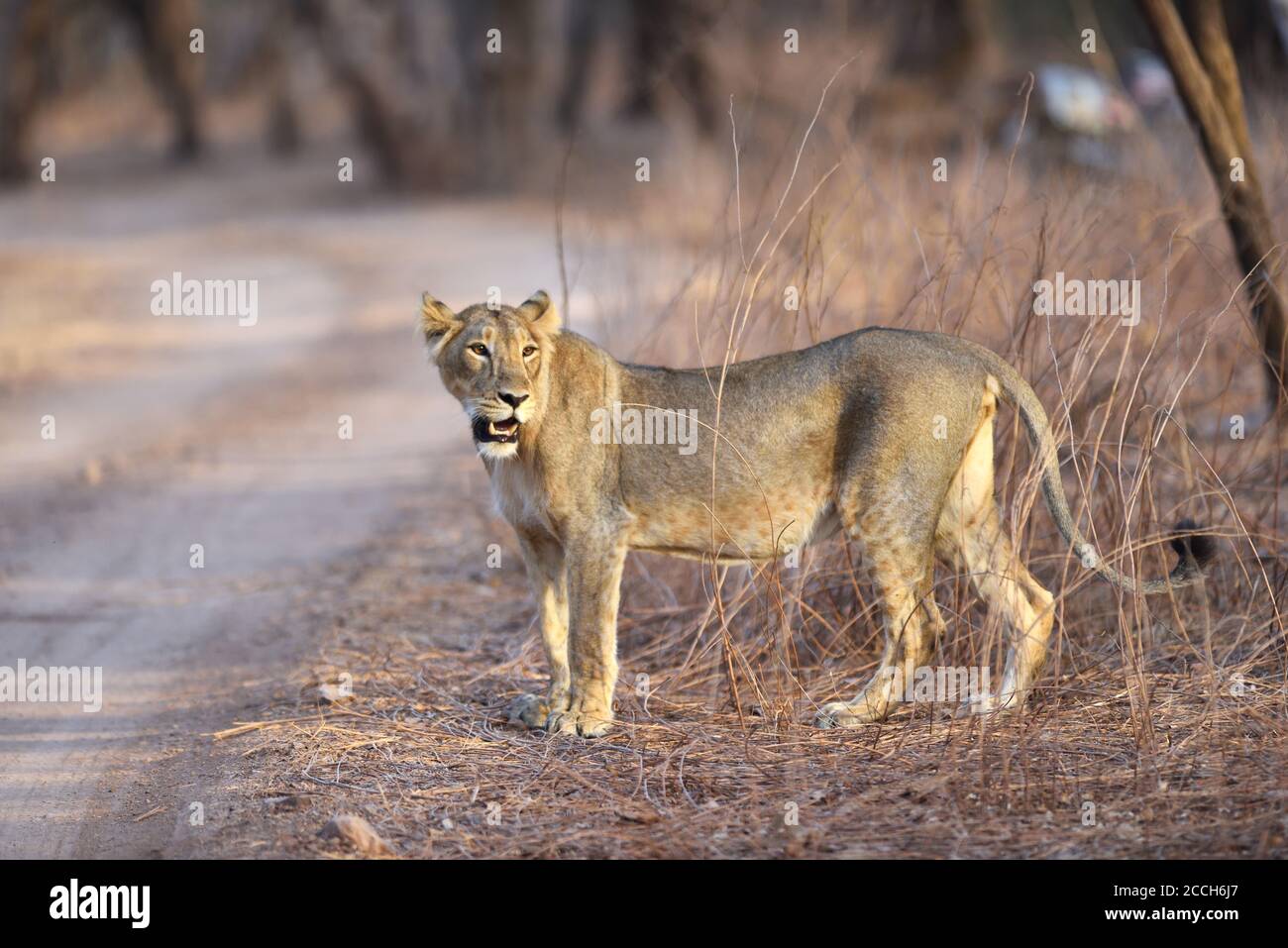 Lioness looking back hi-res stock photography and images - Alamy