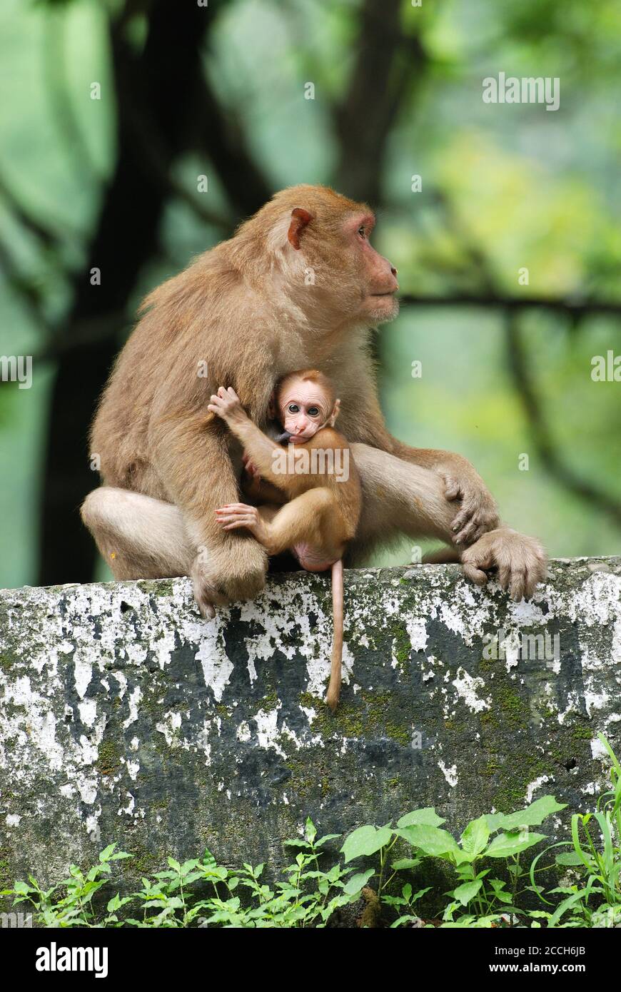Assamese macaque hi-res stock photography and images - Alamy