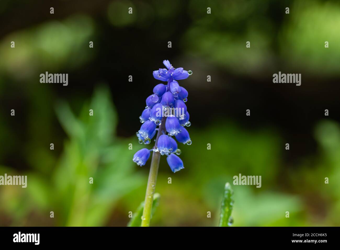 Beautiful blue muscari with raindrops in the spirng garden Stock Photo ...