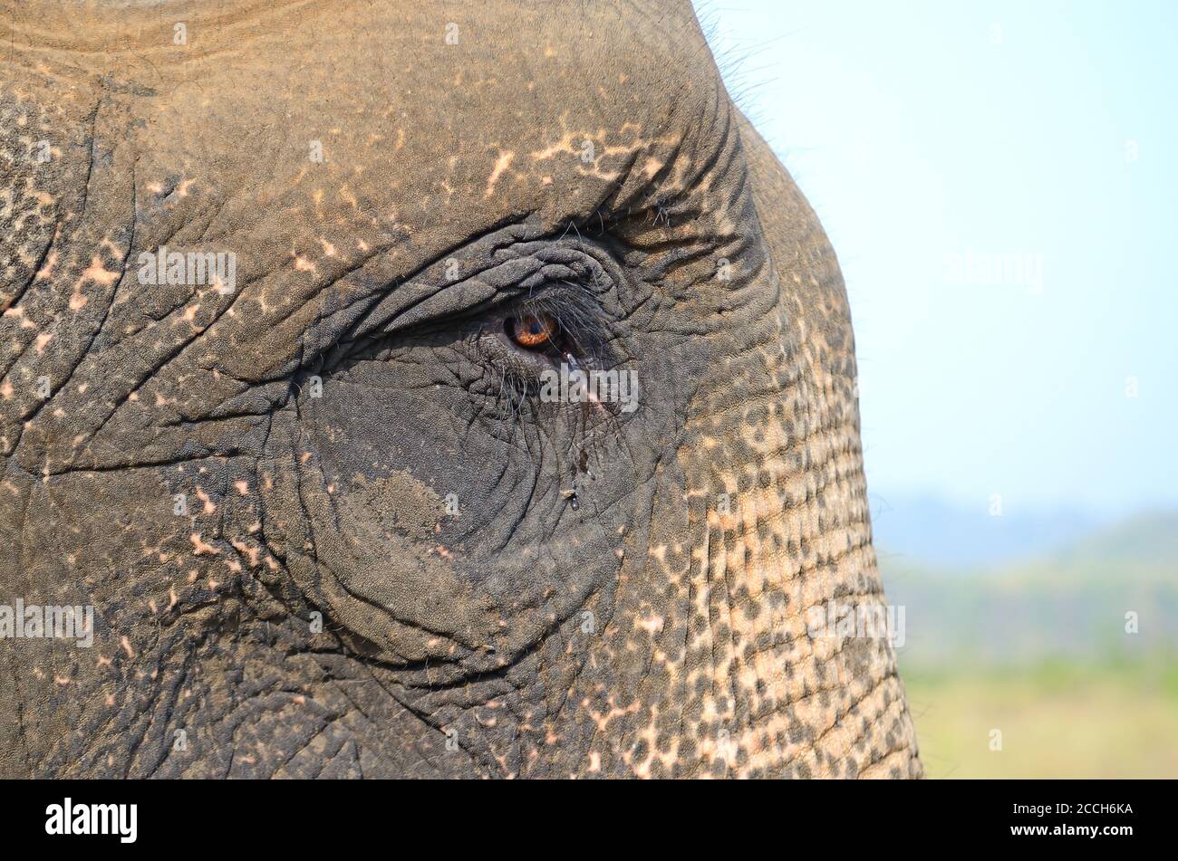 Elephant Eye close-up Stock Photo - Alamy