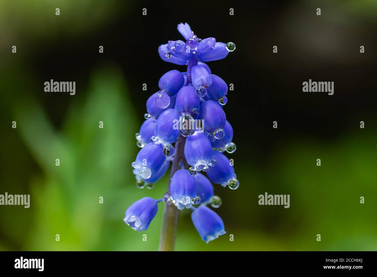 Beautiful blue muscari with raindrops in the spirng garden Stock Photo ...