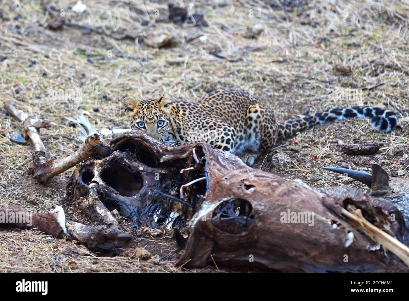 Leopard with kill of deer Stock Photo - Alamy