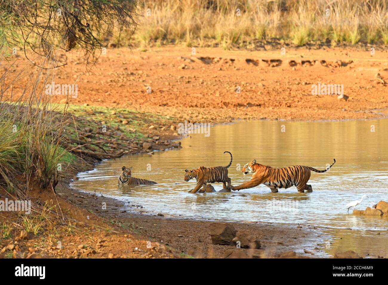 Tiger cubs playing mother hi-res stock photography and images - Alamy