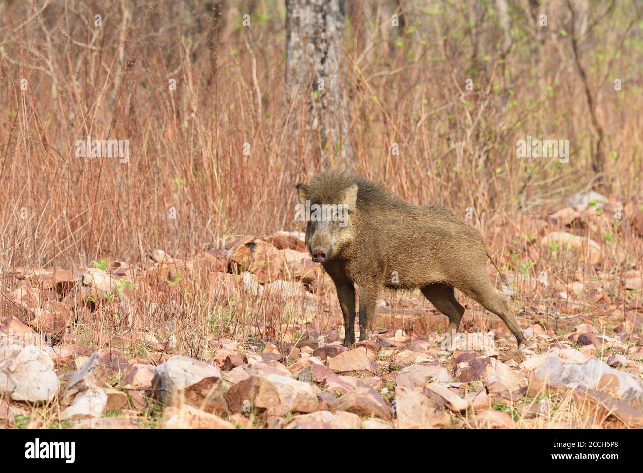 Wild Pig or Boar looking at camera Stock Photo - Alamy