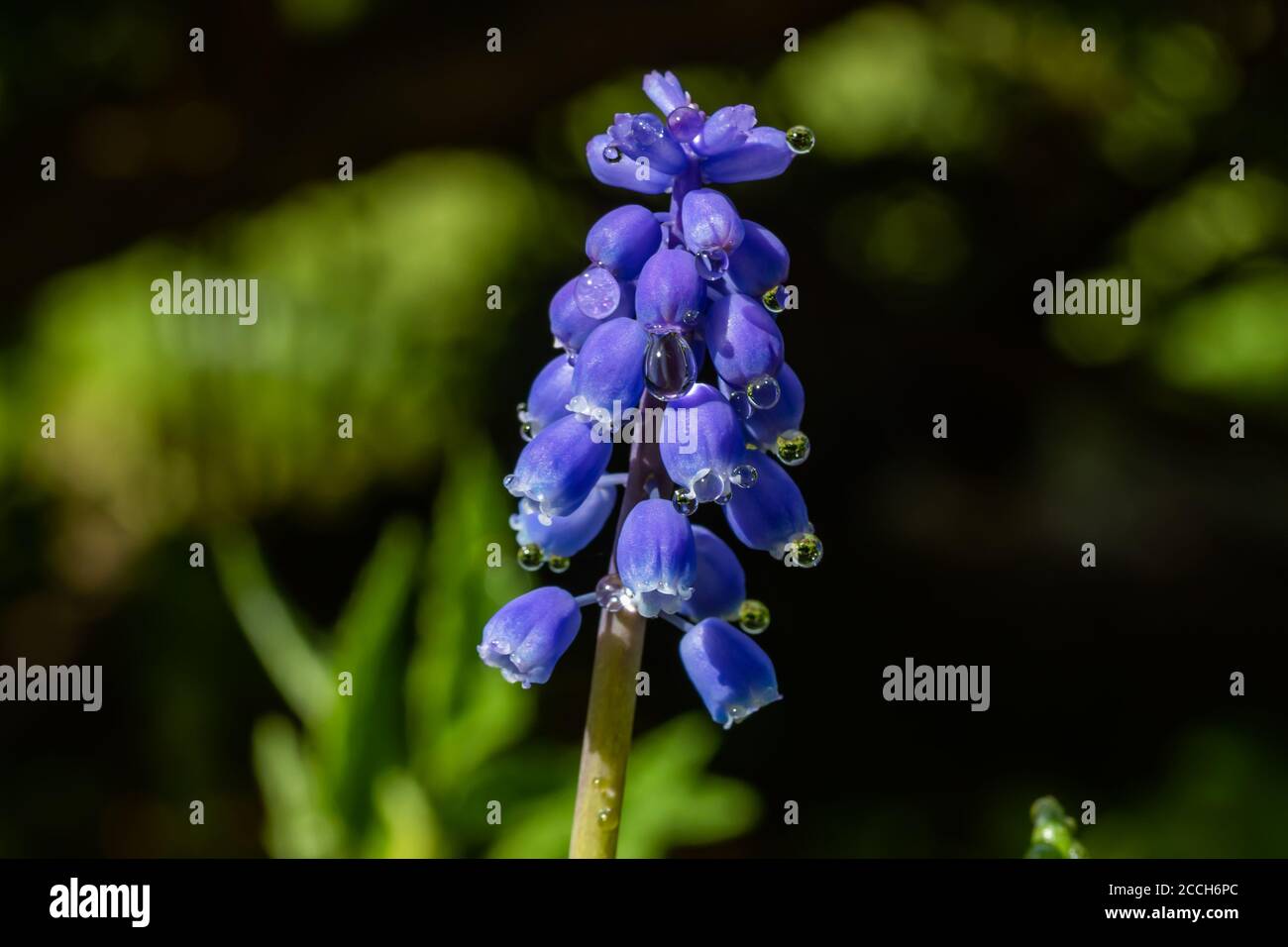 Beautiful blue muscari with raindrops in the spirng garden Stock Photo ...