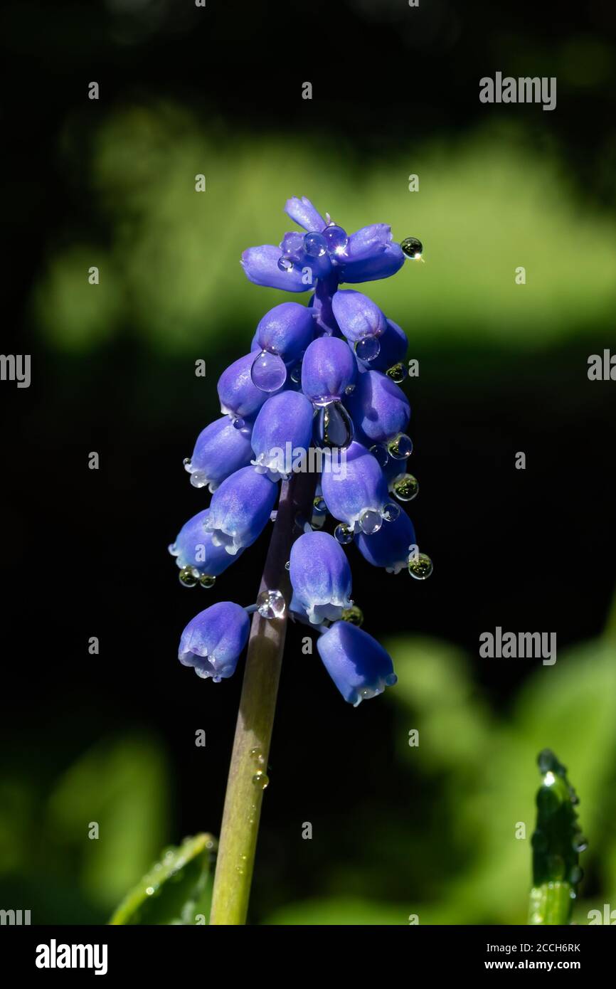 Beautiful blue muscari with raindrops in the spirng garden Stock Photo ...