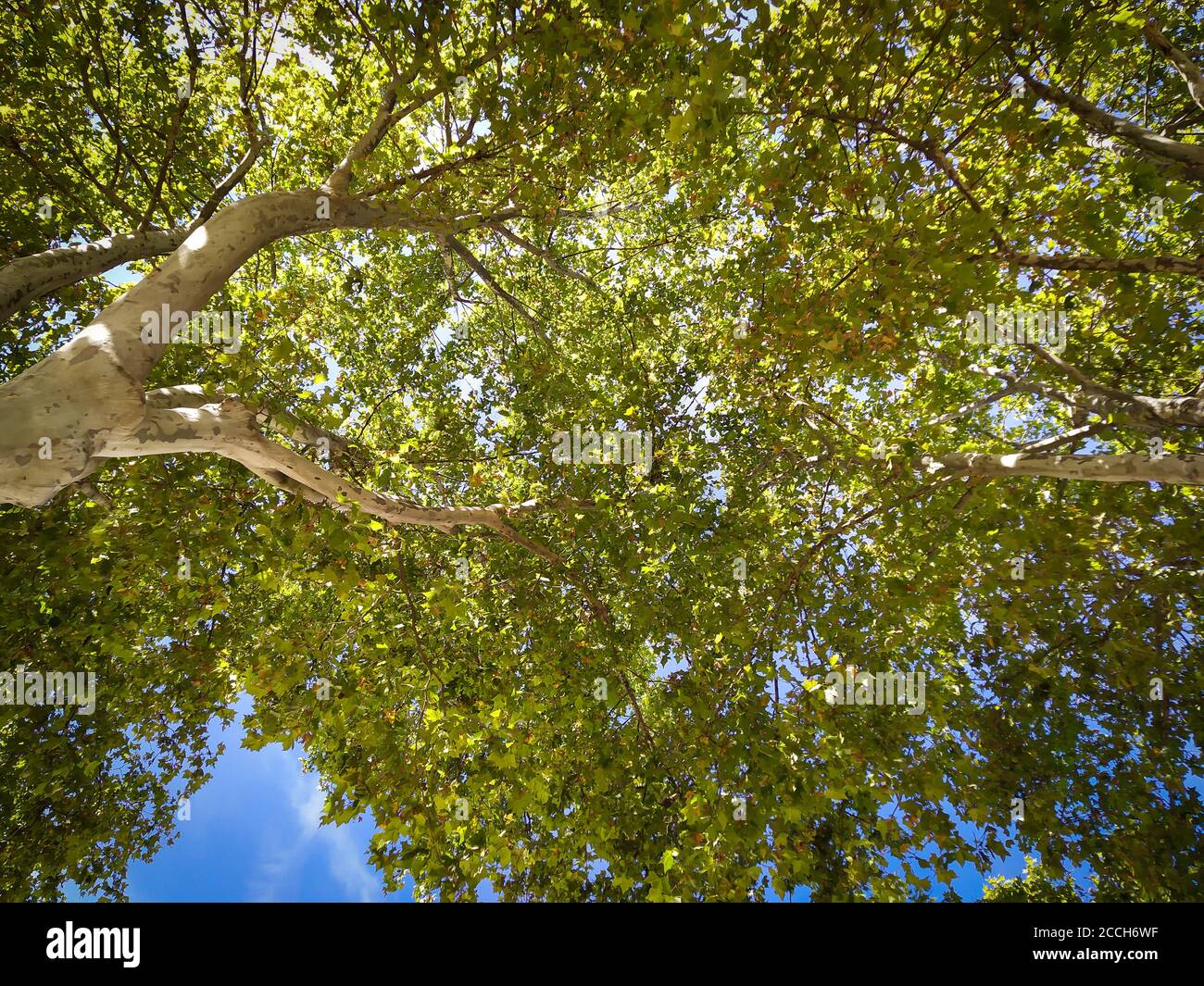 tree branches bottom view Stock Photo - Alamy
