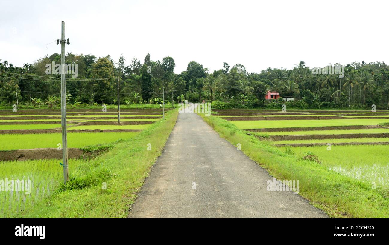 A village road through newly planted paddy field, Kerala Stock Photo ...