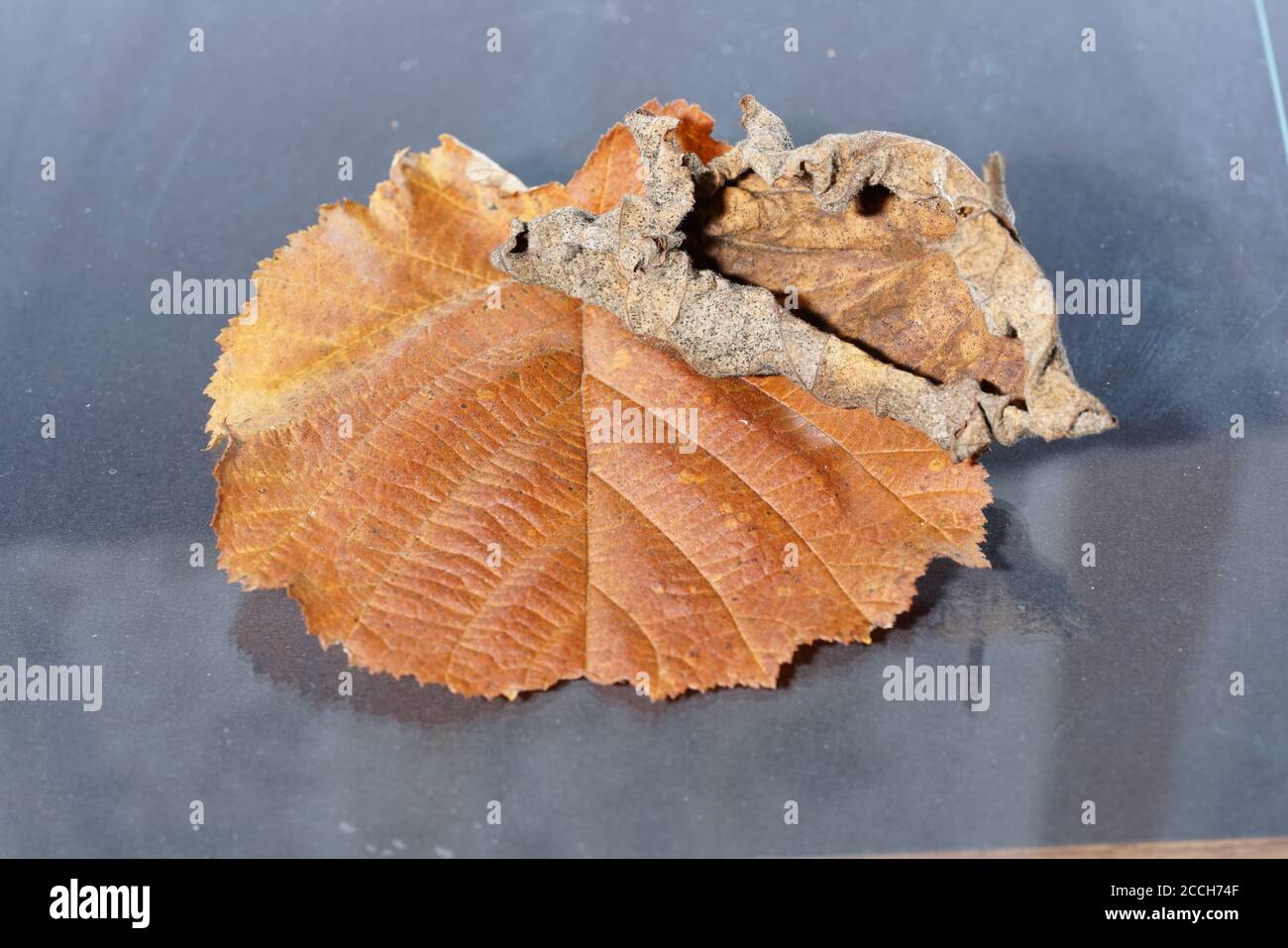 Maple leaf with holes hi-res stock photography and images - Alamy