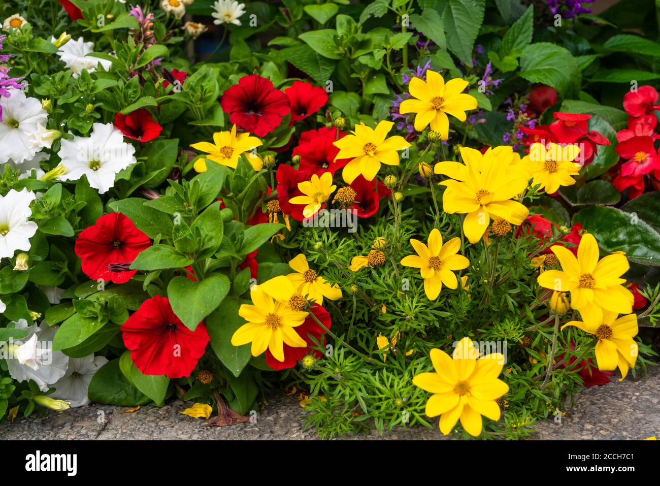 Banff national park flowers hi-res stock photography and images - Alamy