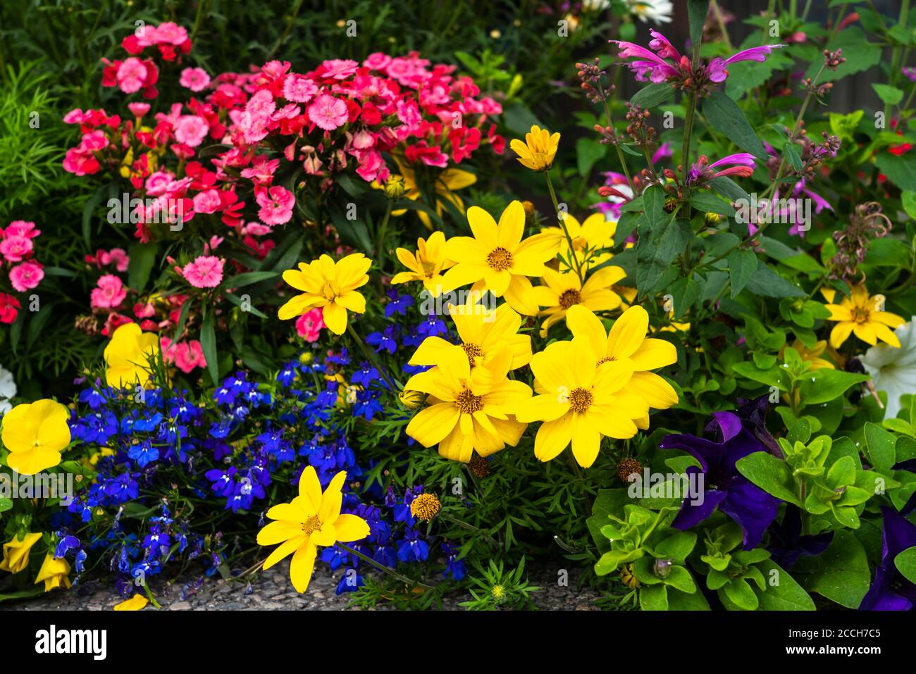 Banff national park flowers hi-res stock photography and images - Alamy