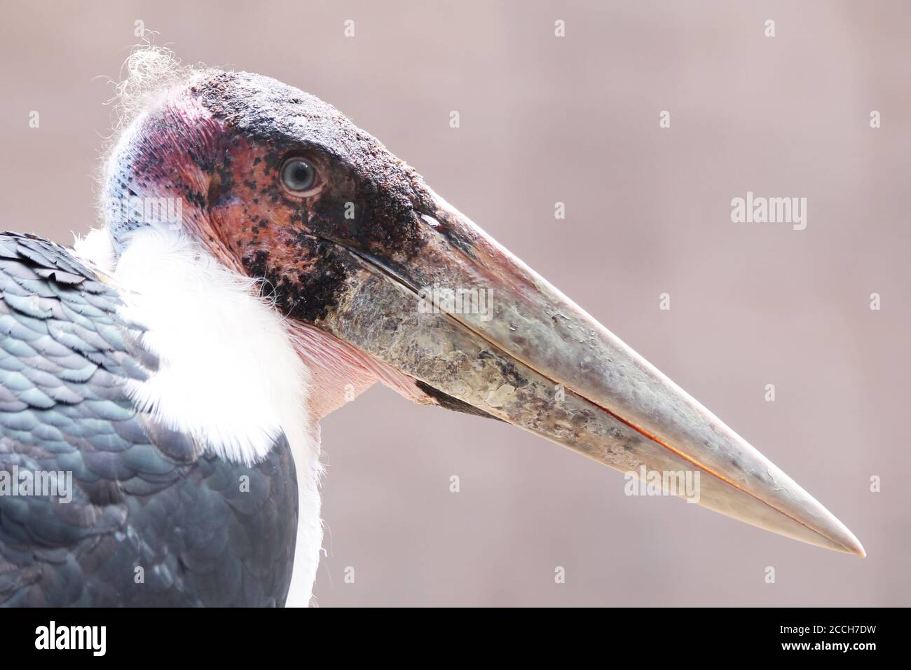 Marabou storch hi-res stock photography and images - Alamy