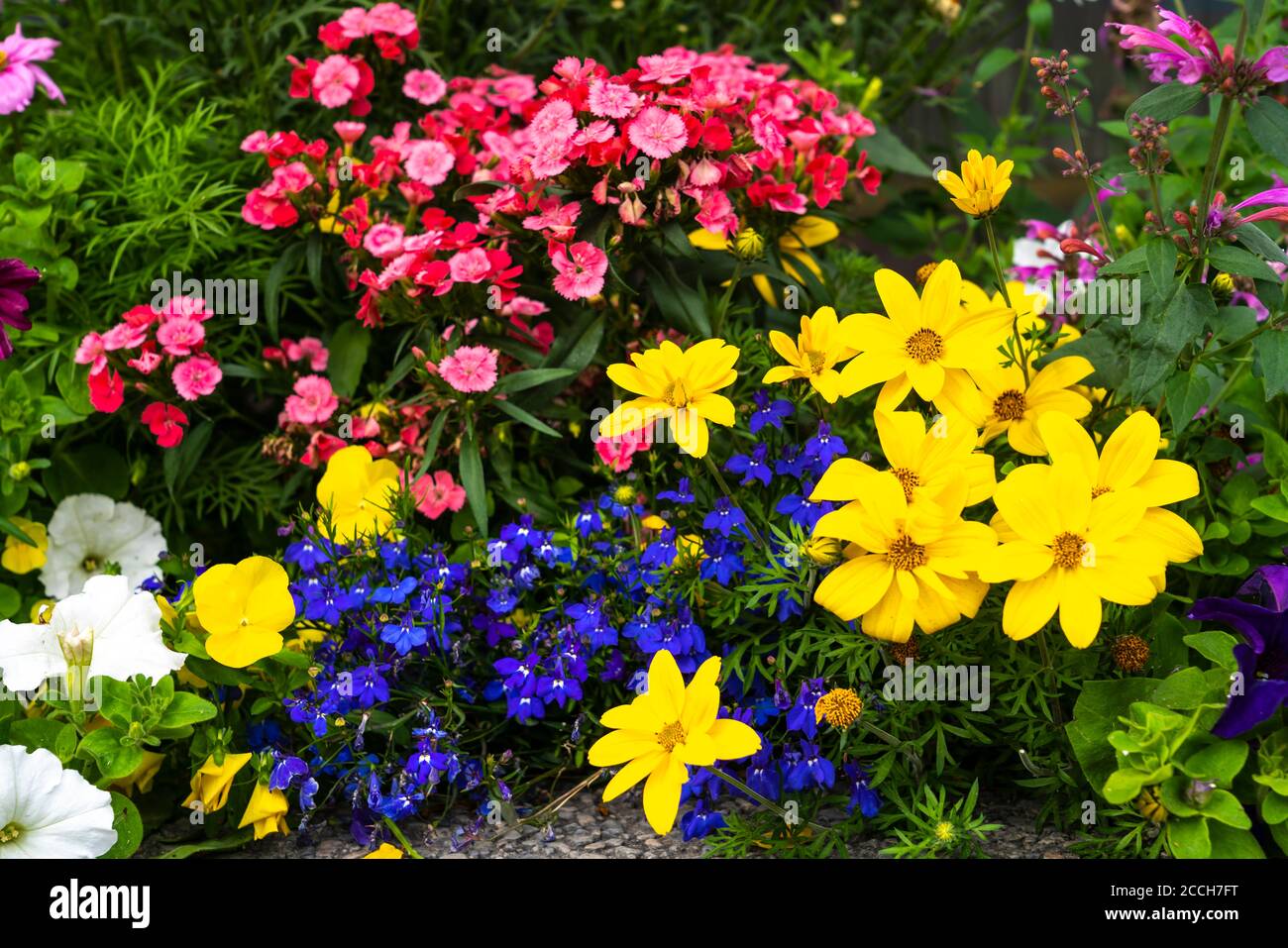 Banff national park flowers hi-res stock photography and images - Alamy