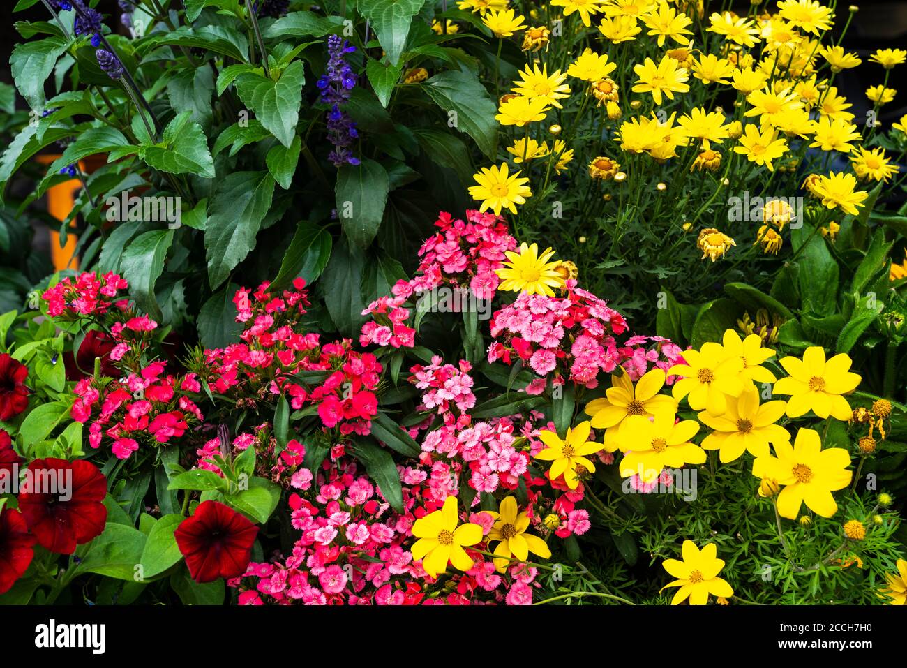 Banff national park flowers hi-res stock photography and images - Alamy