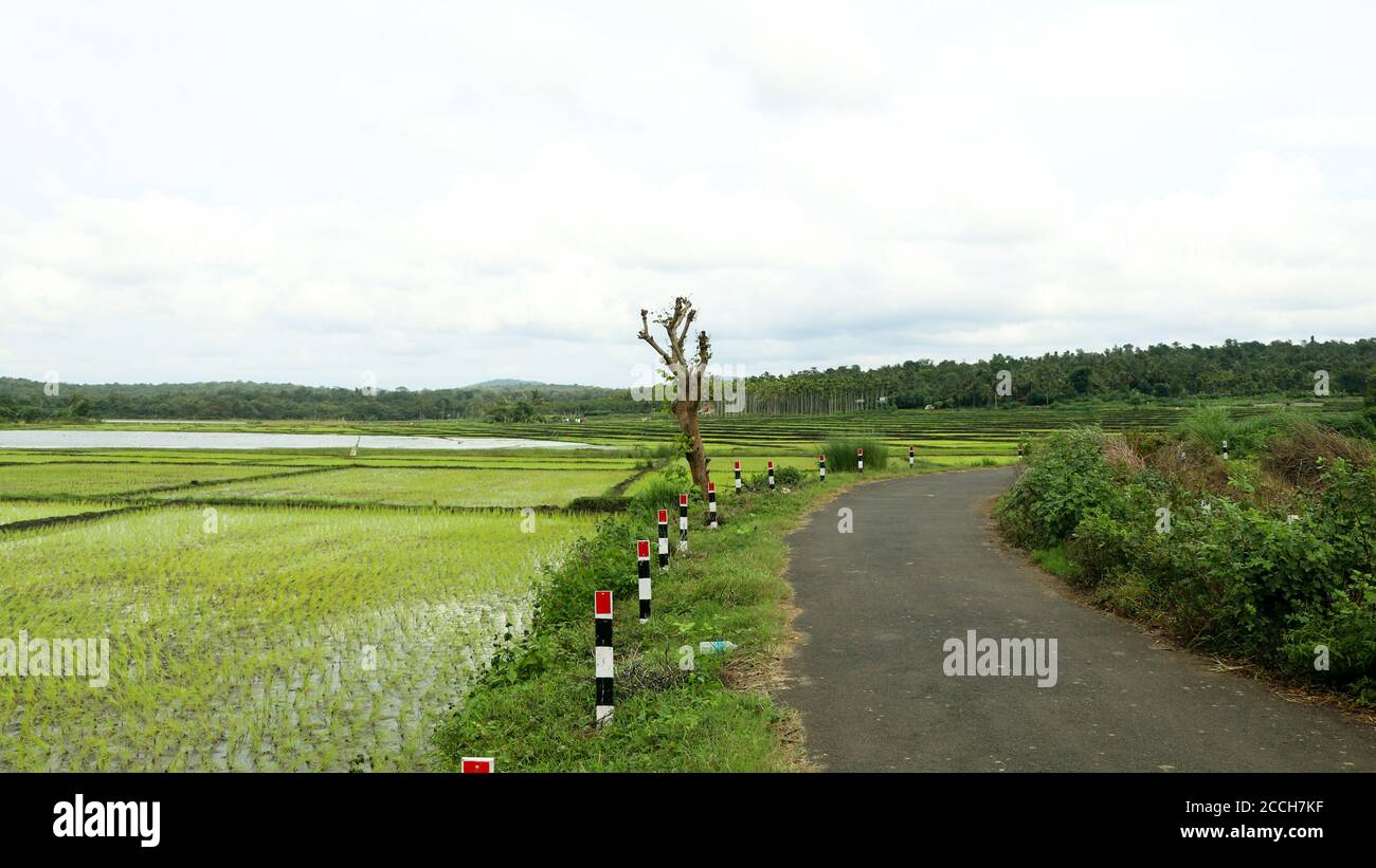 A village road through newly planted paddy field, Kerala Stock Photo ...