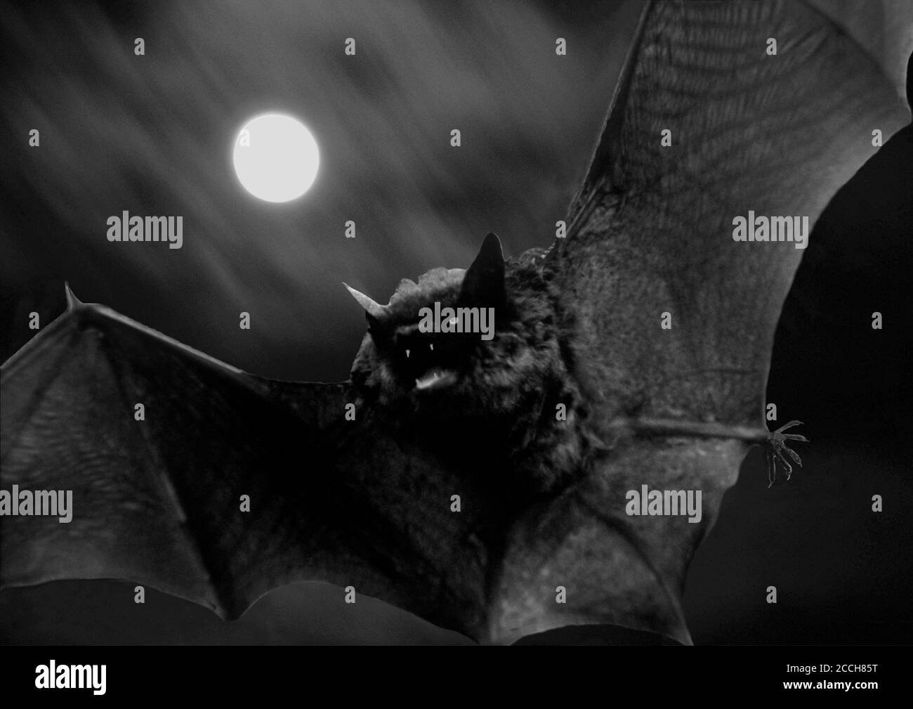 A scary bat in flight with moon in background Stock Photo - Alamy