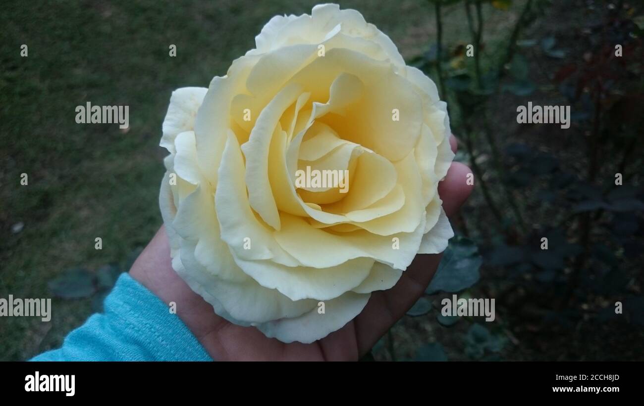 Flowers in Kandy Stock Photo - Alamy