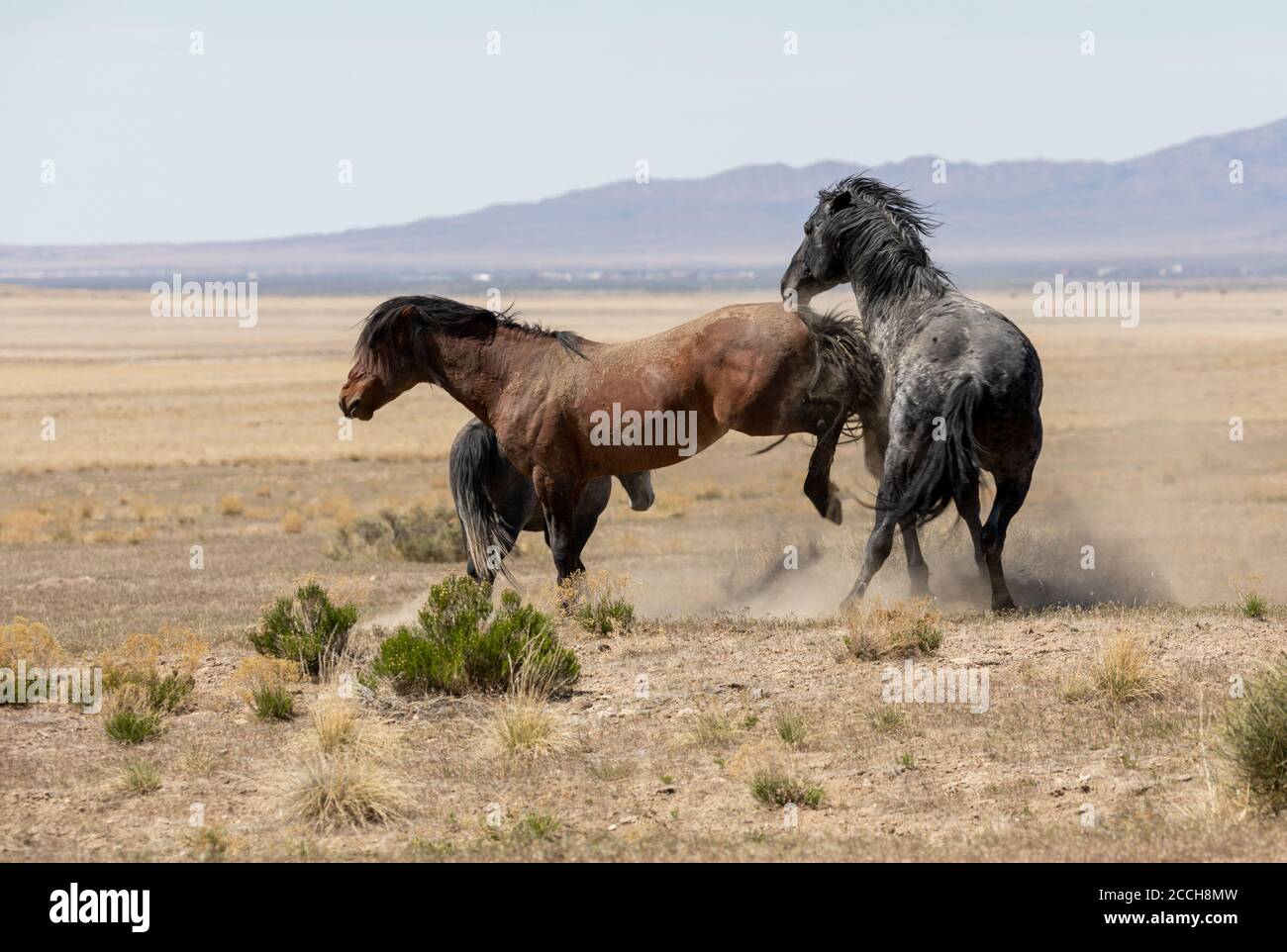 Wild Horse Stallions Fighting in the Utah Desert Stock Photo - Alamy