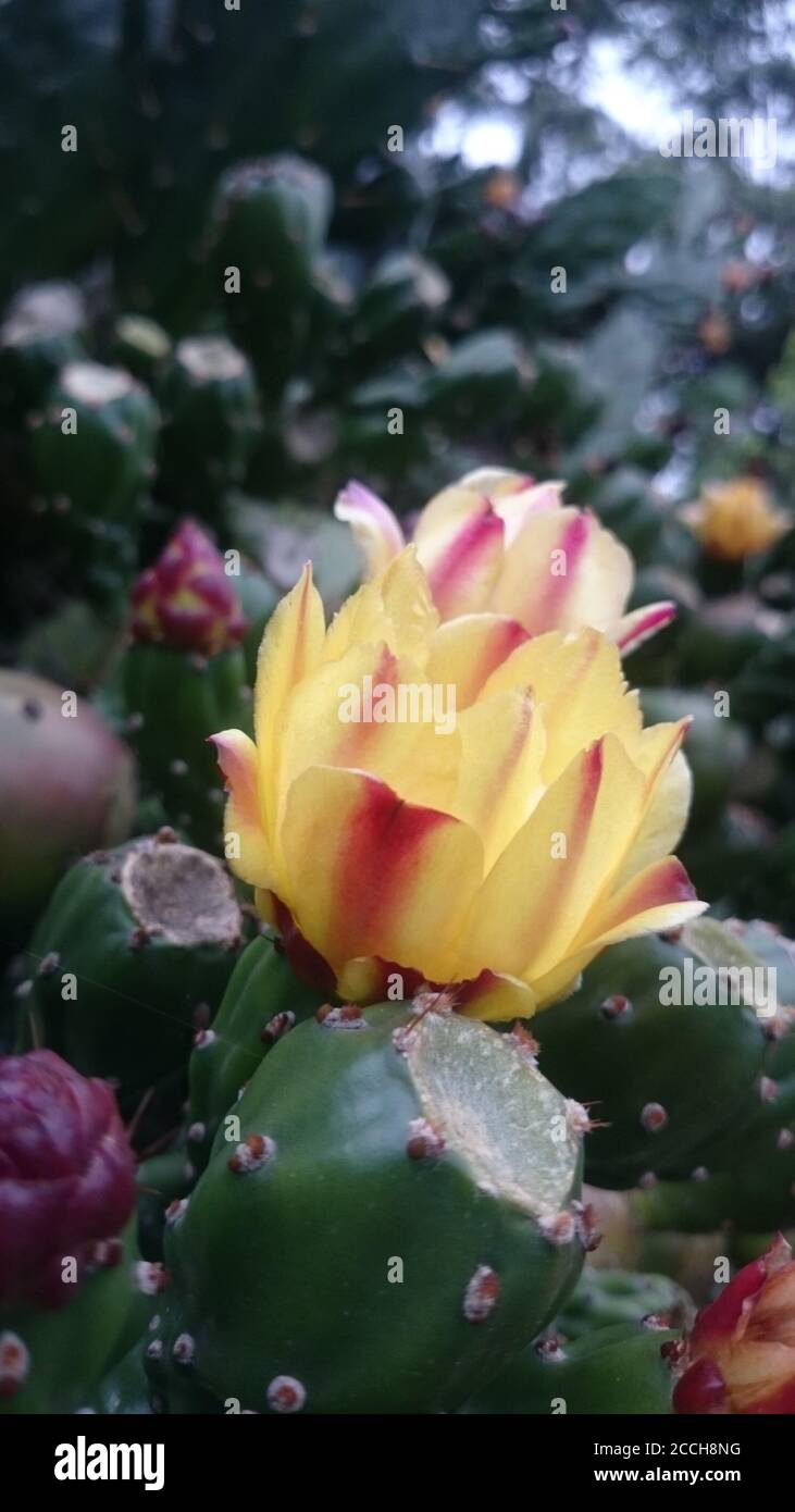 Flowers in Kandy Stock Photo - Alamy