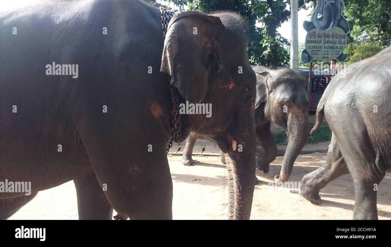 Sri lanka elephant ride hi-res stock photography and images - Alamy