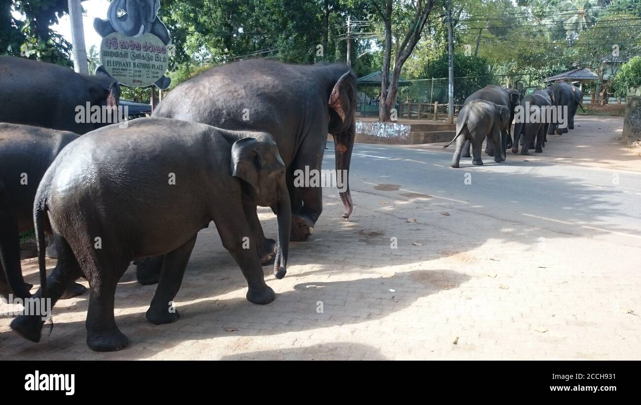 Elephants in Dambulla Stock Photo - Alamy