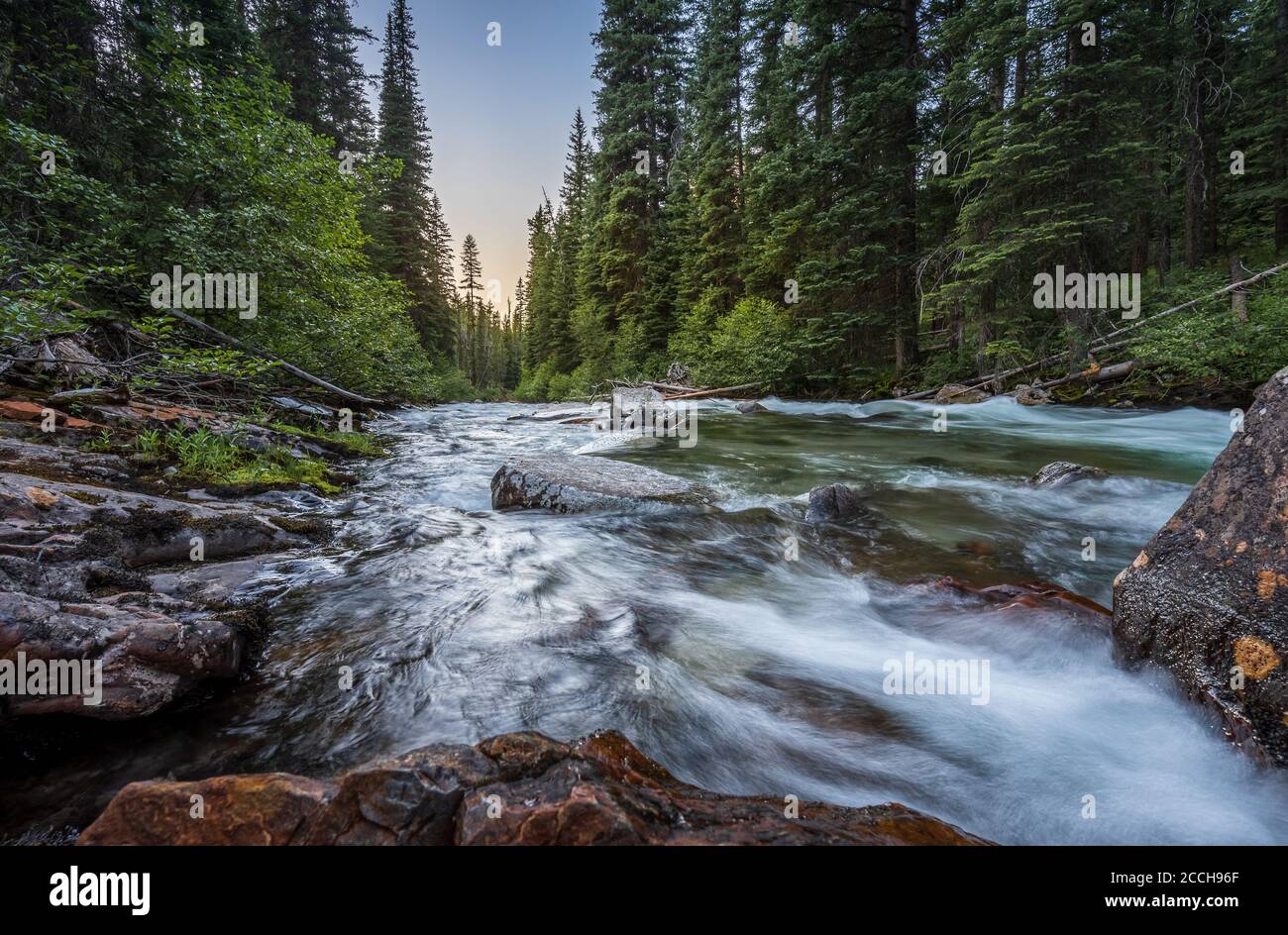 Wild mountain fly fishing river flowing through a dense, green, pine ...