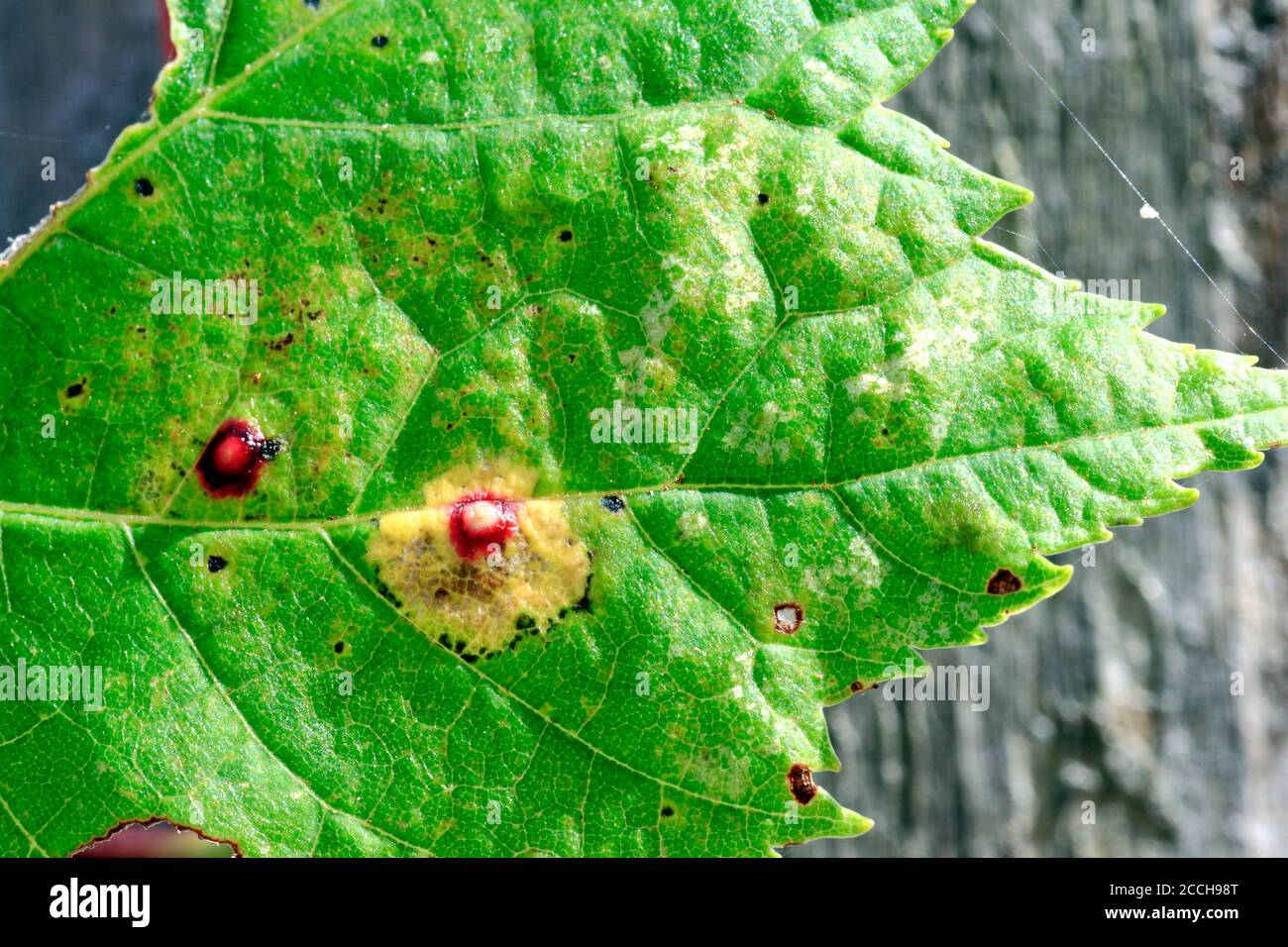 Viral plant diseases hi-res stock photography and images - Alamy