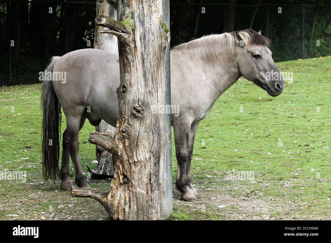 Tarpan equus ferus hi-res stock photography and images - Alamy