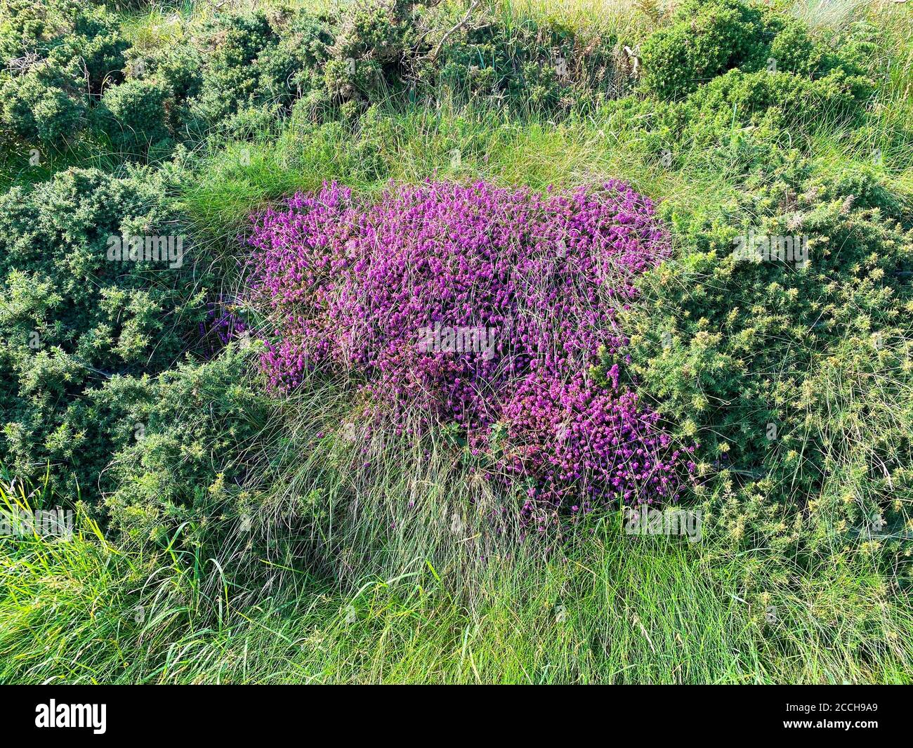 Beautiful heather flowering in the verge of a country lane in the Isle ...