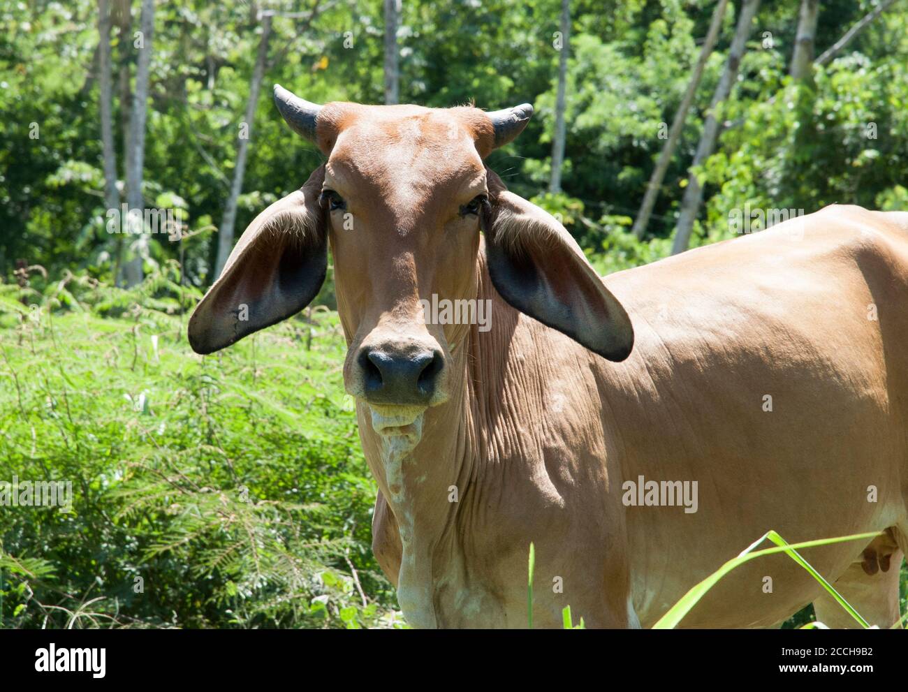 Exotic cow hi-res stock photography and images - Alamy