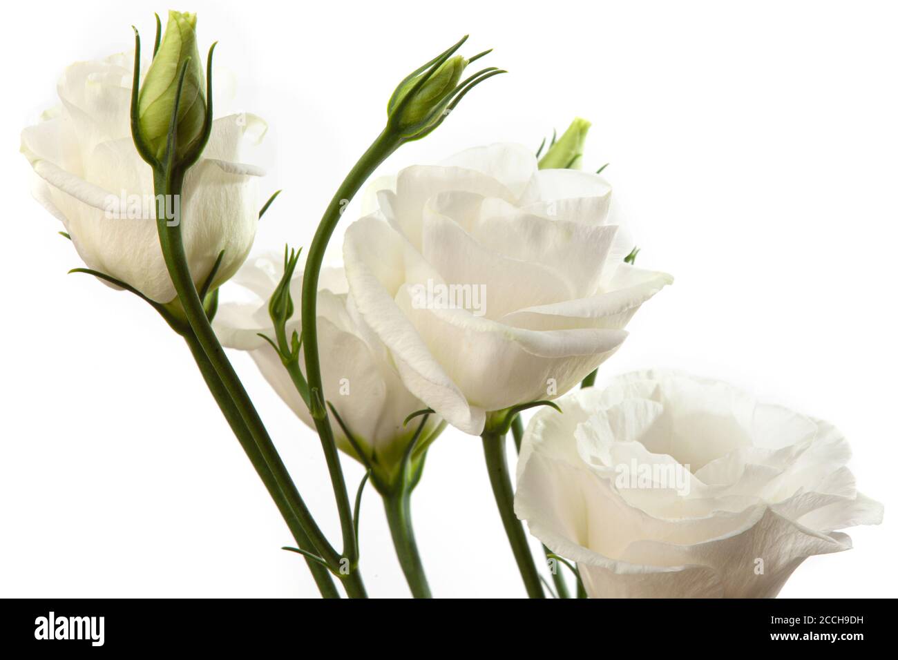 bright white eustoma flowers isolated on white background. Closeup of ...