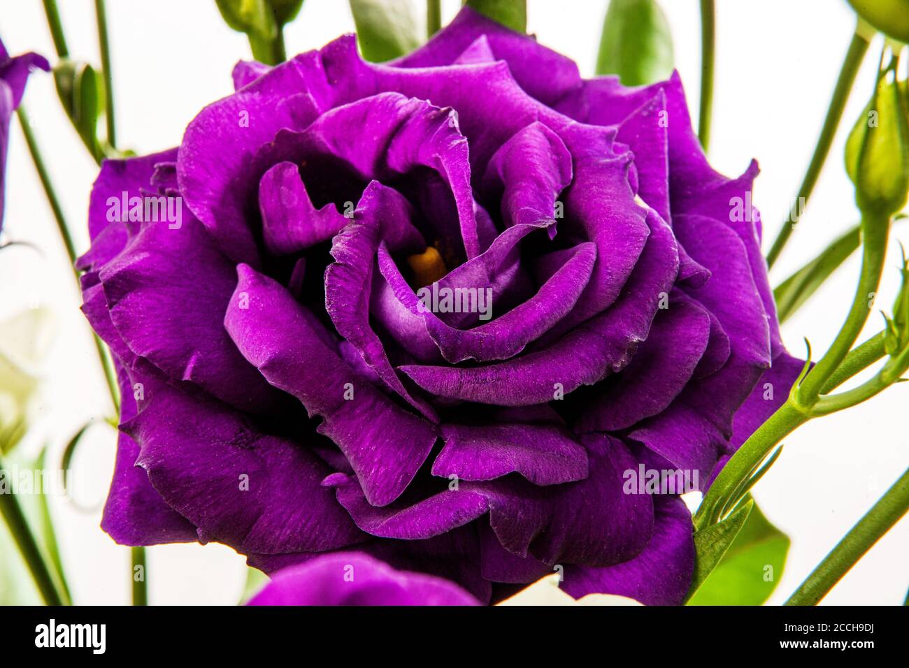 Eustoma blooms hi-res stock photography and images - Alamy