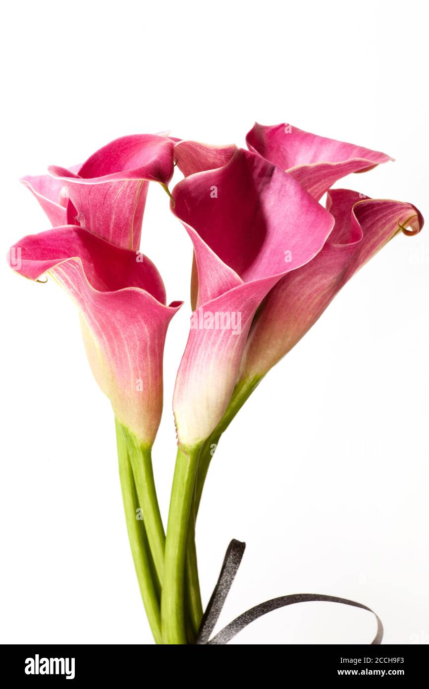 Soft red calla flowers isolated on white background. Pink calla lilies ...