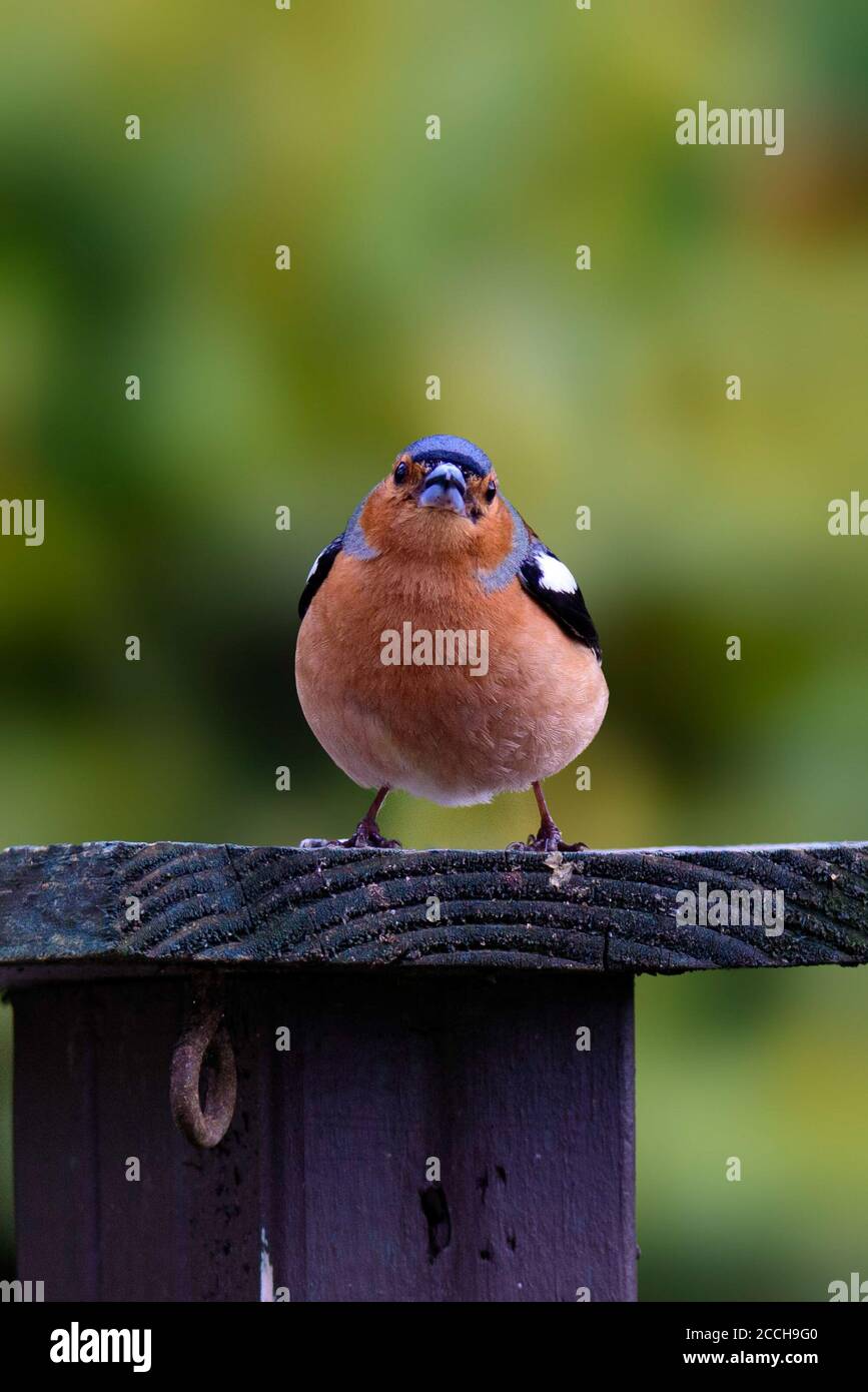 Fat Chaffinch on a Bird Table with Bokeh Background Stock Photo - Alamy