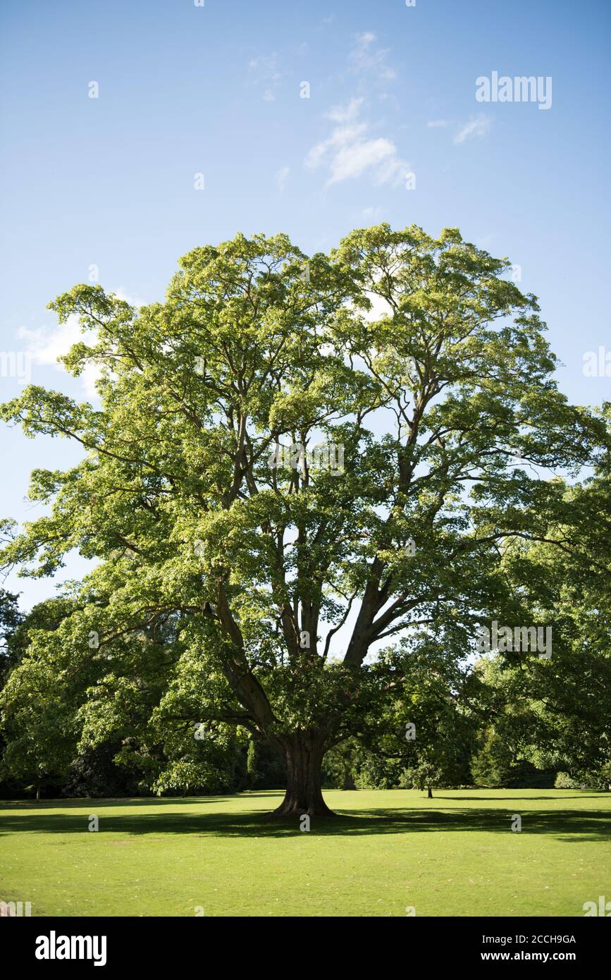 Sycamore tree acer pseudoplatanus hi-res stock photography and images ...