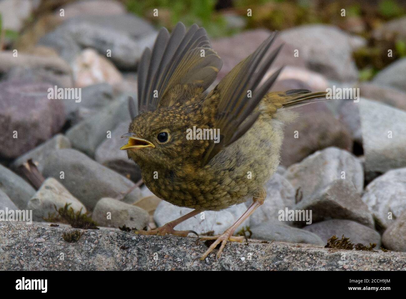 Young Redbreast High Resolution Stock Photography and Images - Alamy