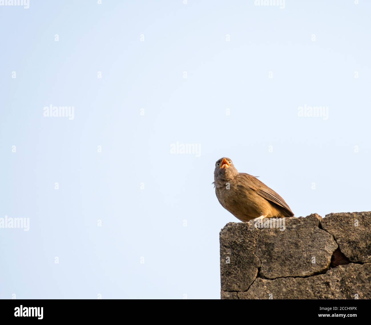 Jungle babbler birds hi-res stock photography and images - Alamy