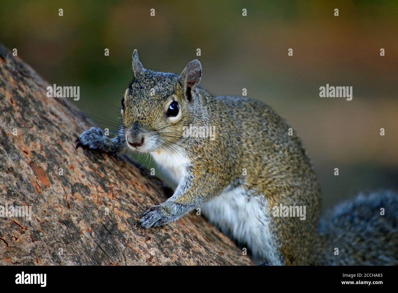 Squirrels feet hi-res stock photography and images - Alamy