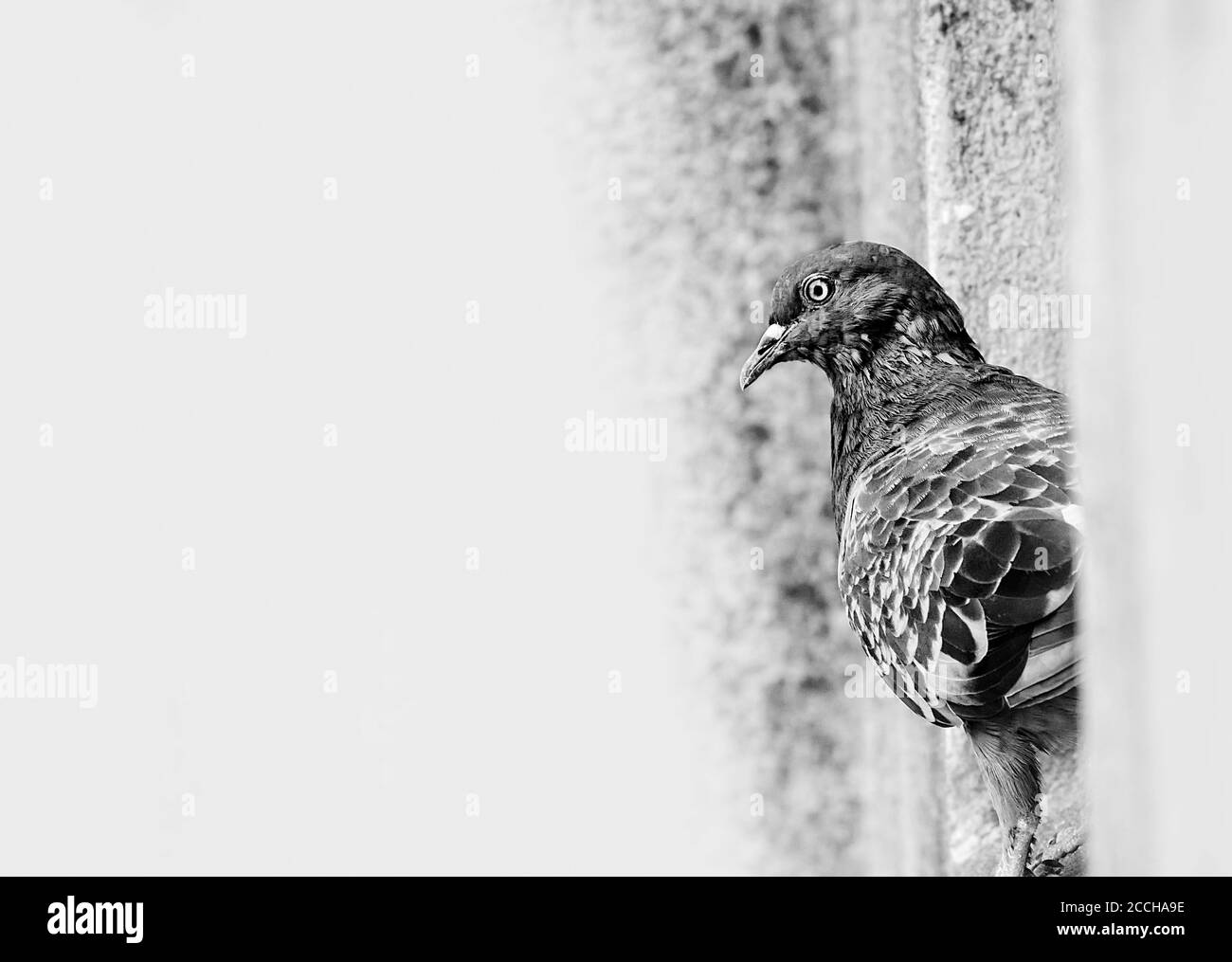 Single city pigeon hi-res stock photography and images - Alamy