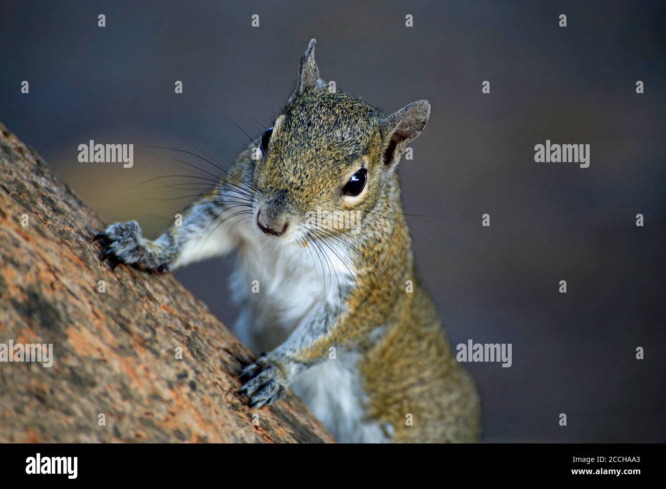 Squirrels feet hi-res stock photography and images - Alamy