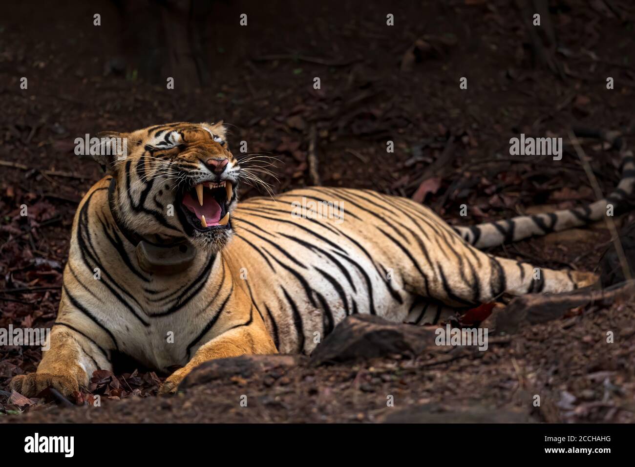 Big cats in wilderness in its natural habitat Stock Photo - Alamy