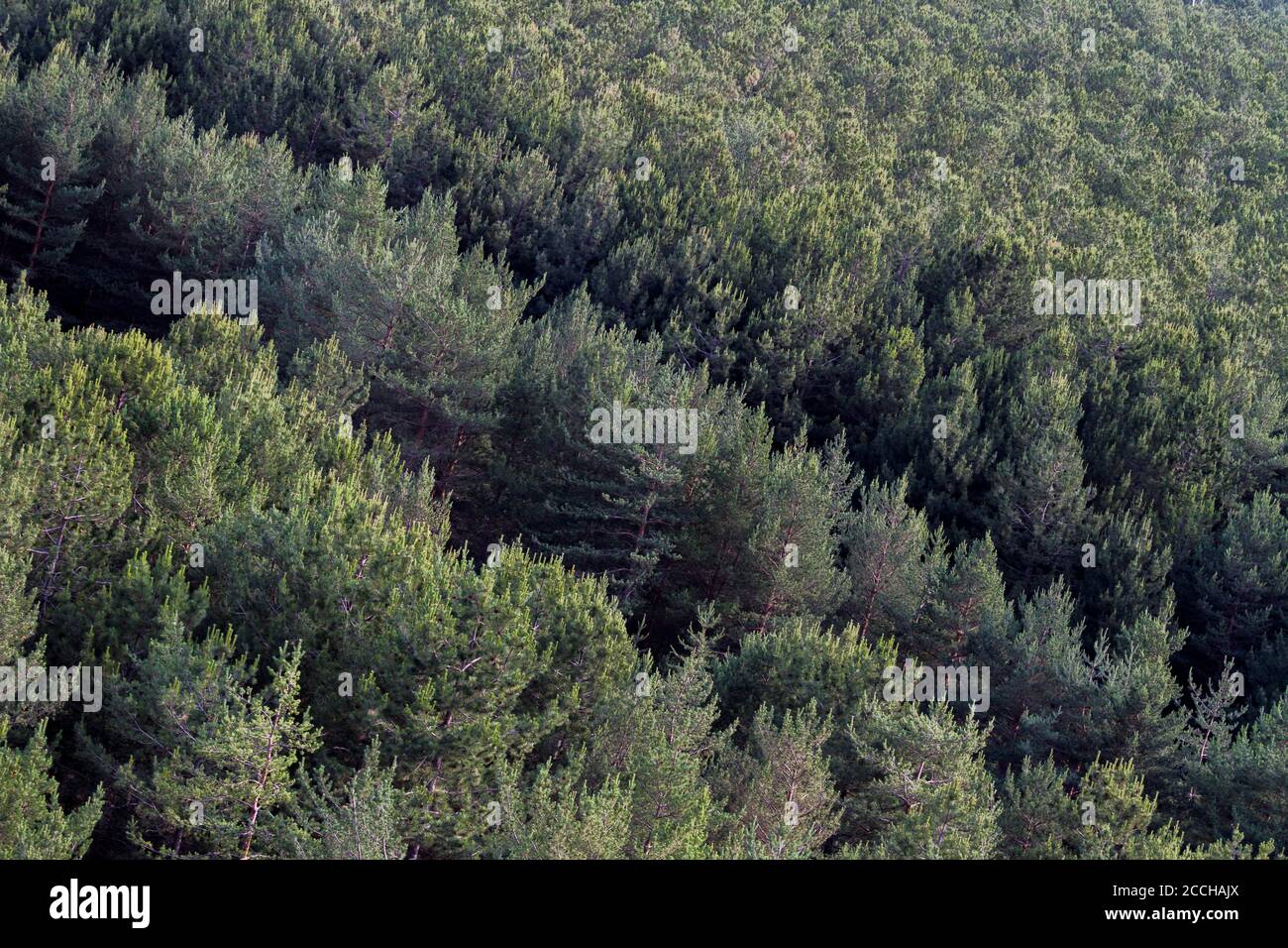 Various shades of white pink purple hi-res stock photography and images ...