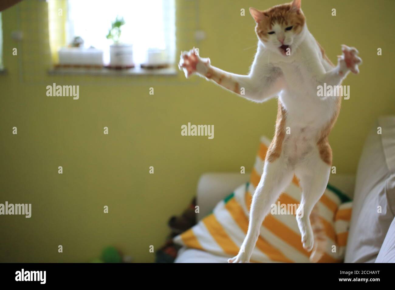 ginger thin cat jumping Stock Photo - Alamy
