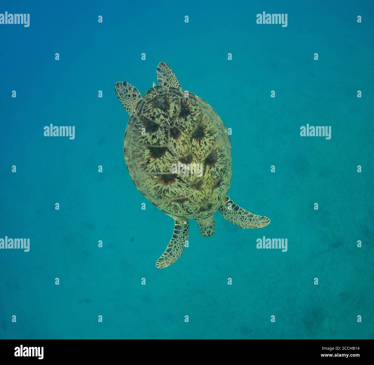 Hawksbill turtle swimming into depth. Wild animal underwater ...